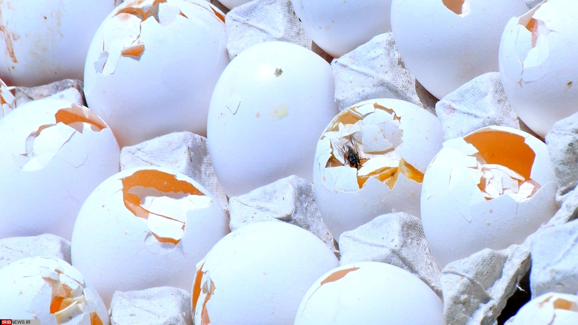 معدوم سازی ۸.۵ تن تخم مرغ فاسد در آذرشهر آذربایجان شرقی | خبرگزاری ایلنا